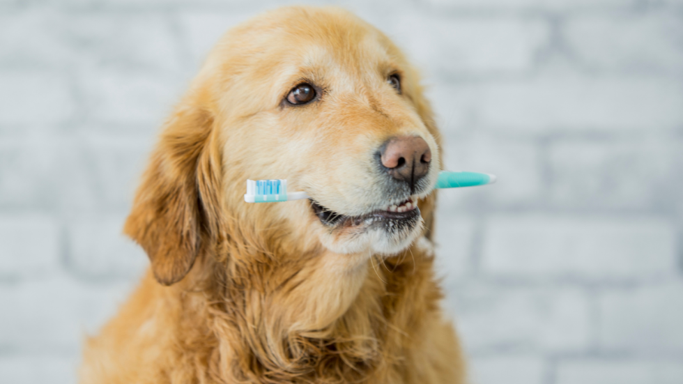 4 Pets Animal Clinic - Blog - Pet Oral Care in Tamarac, Florida: The ...